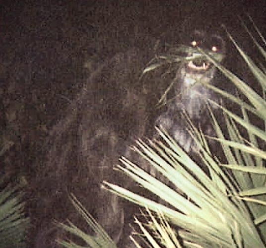 Skunk Ape