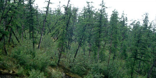 The Drunk Trees of Climate Change | by Ian Christopher | Climate ...