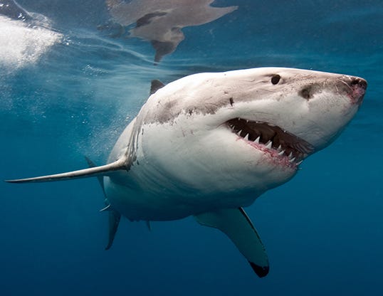 What is the life span of a shark? - DHIVAGAR - Medium