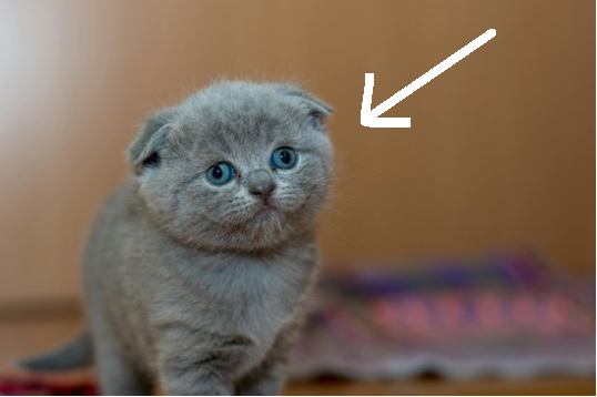 30 funny and true facts about Scottish Fold cats | by Dani writes | Medium