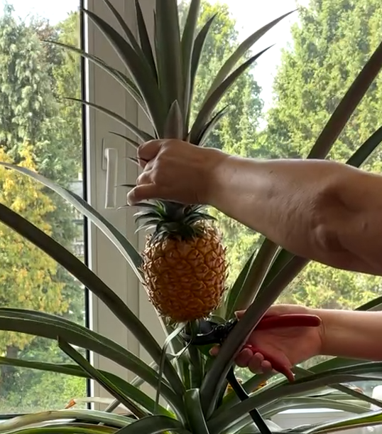 Regrowing Pineapple: Is It Worth It? | by Edda | Healthy Exotic ...