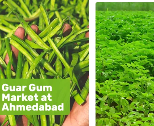 Best Guar Gum Powder Manufacturer — Ashapura Proteins | by Ashapura ...