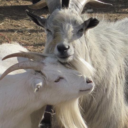 KYC Is A Good and Necessary Thing! | by Ugly Old Goat | Medium