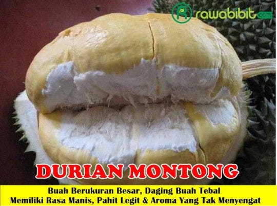 Bibit Durian Montong — Bibit Tanaman Durian Unggul dari Thailand Dengan Ukuran Buah Jumbo ...