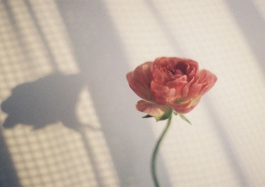 I’m so into you. pict by pinterest | by rosezlee | Medium