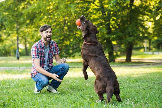 Affordable Dog Obedience Training: Transforming Your Canine Companion ...
