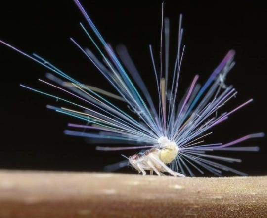 Bugs With Fibre Optic Tails. And other weird resemblances… | by curium ...
