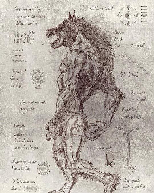Lycanthropy; myth or reality?. Although stories of humans turning into ...