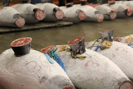 Tuna tracking technology trialled in Fiji | by Fiji Guide | Medium