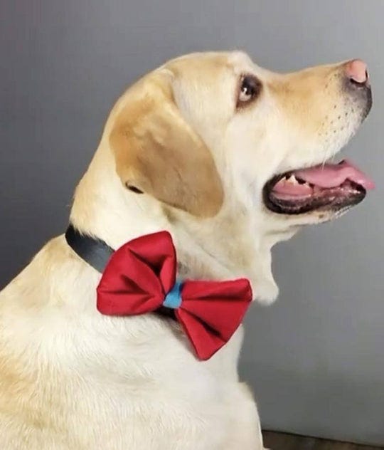 BNB HOT RED DOG BOWTIE - Bark N bones - Medium