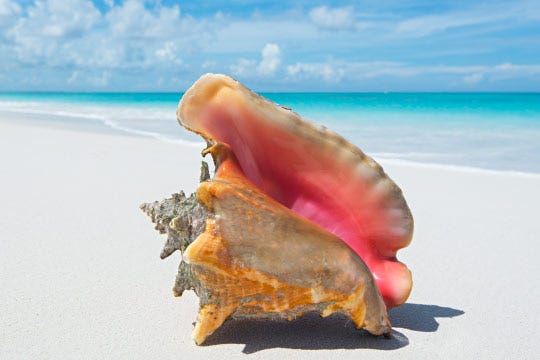 Conch Of Further Reading