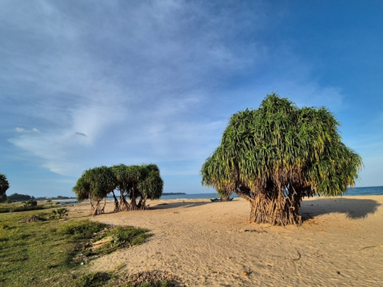Trees of Sri Lanka- A potential for mega-scale strengthening of the ...