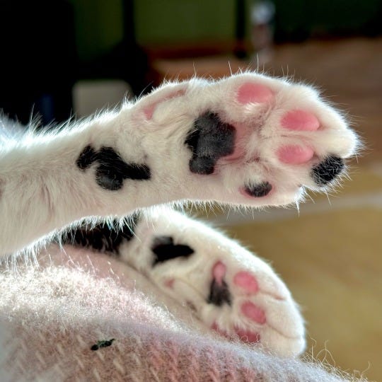 Kilgore’s beans. Nestled in the heart of Texas, amidst… | by Iftekhar Ahammed Samrat | Medium