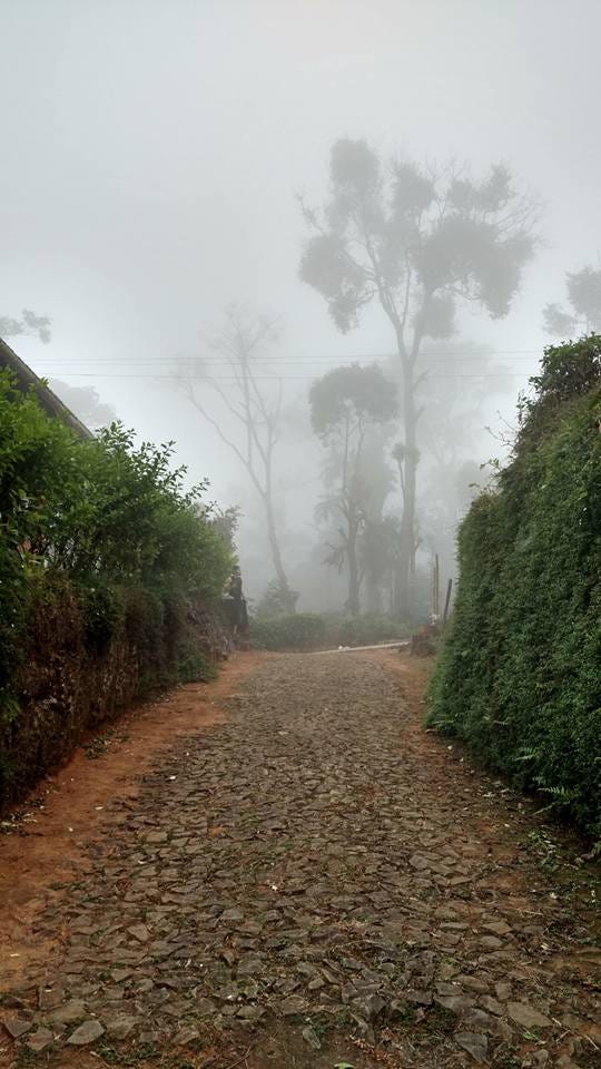 Into the misty forest I go…. Into the misty forest I go… | by Rupa Abdi | Medium