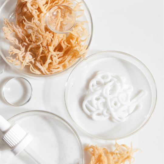 9 Benefits of Sea Moss. Sea moss is a sea vegetable that’s… | by ...