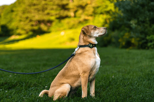 Smart Collars 101: What Every Dog Owner Should Know - GROOMY Pet ...