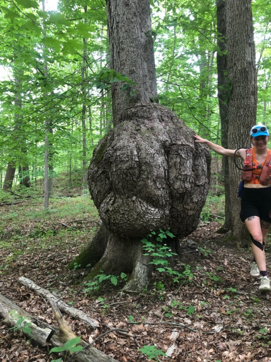 Knobstone Trail. Part 1/3 of the Indiana Triple Crown… | by Lauren ...