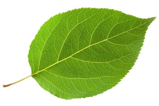 The article introduces a comprehensive approach to leaf species ... The article introduces a comprehensive approach to leaf species ...