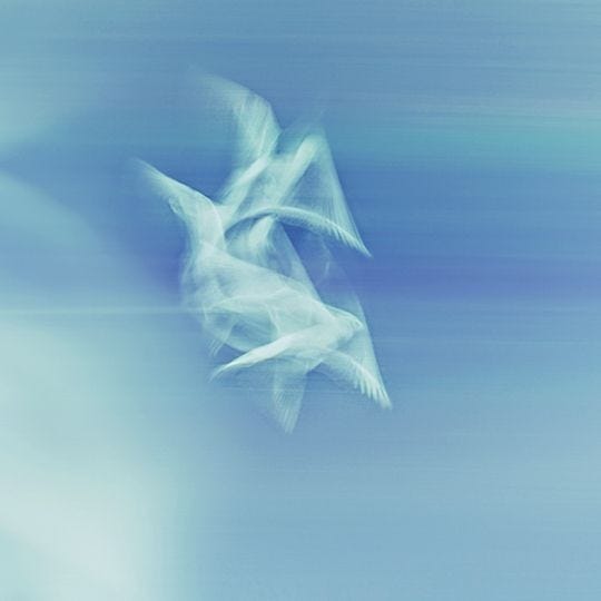 Birds Of A Feather. Music and Poetry | by Eniola Ola | Medium