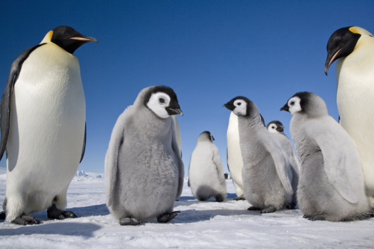 Researchers Discover Anti-Aging Properties In Penguin Milk | by Brett ...