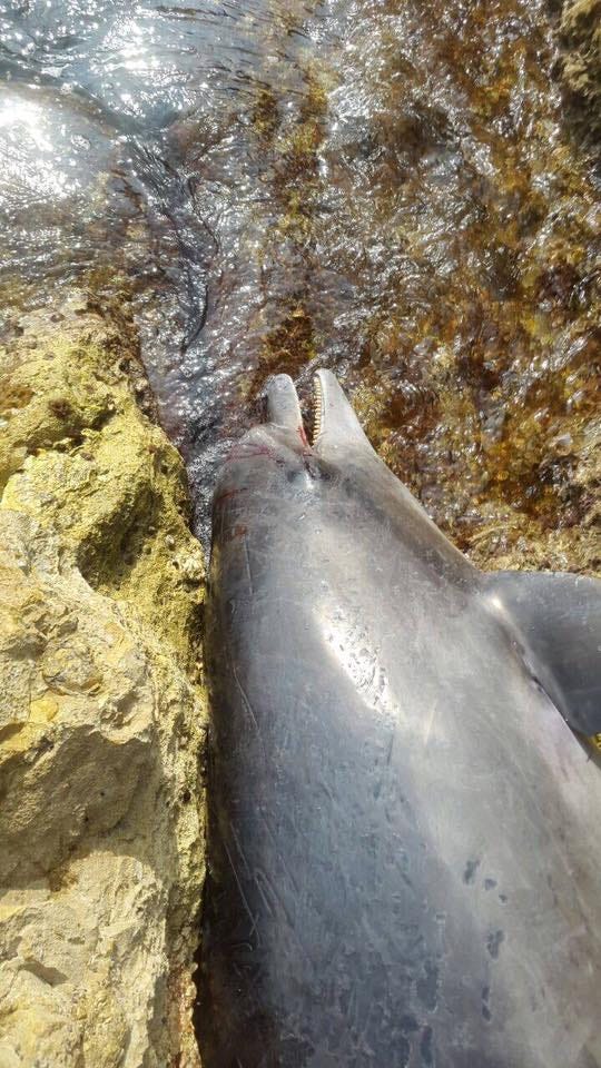 Story Pitch. A dead dolphin was found on the coast… | by Zubaida Jamal ...