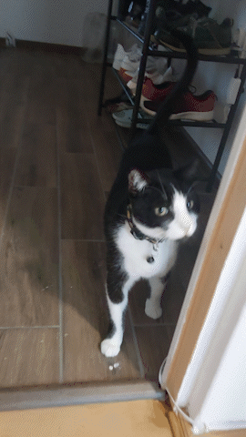 Sassy Cat Gif