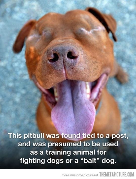 Mean Pitbulls
