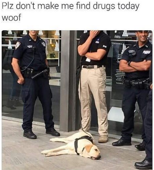 mood police dog | by Funny Dog Pics & Videos | Medium