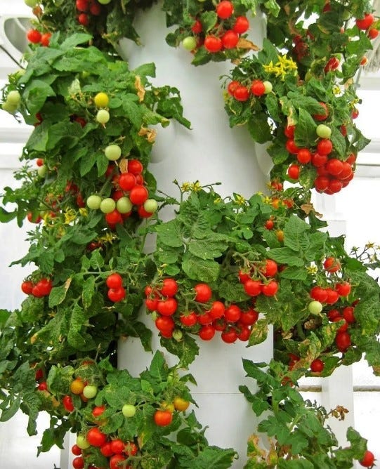8 Steps For Perfecting Your Vertical Tomato Garden – MRQOI