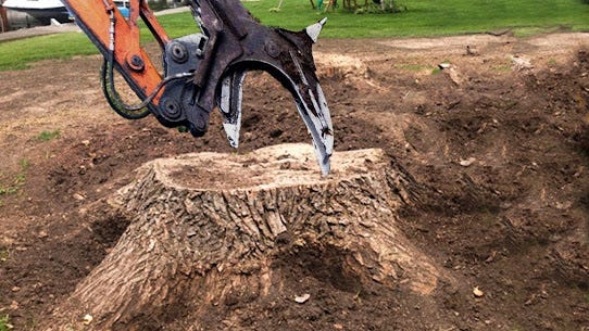 Why Stump Removal is Essential for Your Landscape? | by The Tree ...