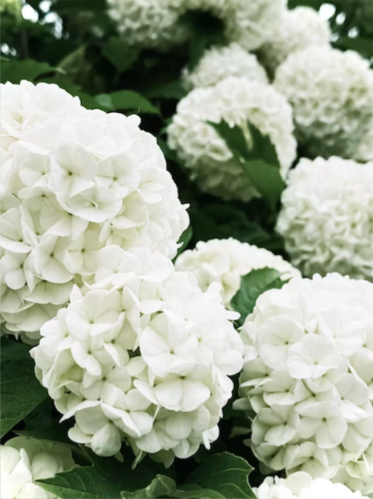 Arrowwood Viburnum — An Ideal Plant for Hedging or Privacy Screens | by Jennerbella | Medium