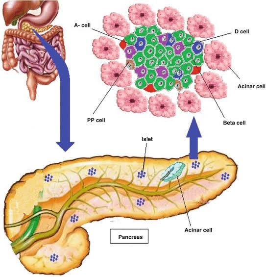 Pancreatic Hormone: | by Naeem Stories | Medium