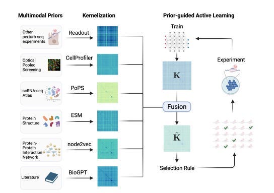 Sequential Optimal Experimental Design of Perturbation Screens Guided ...