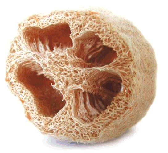 The Luffa : from your garden… to your bath ! | by Low-Tech Journal | Medium