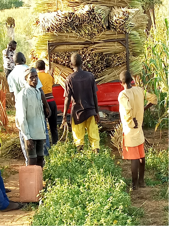 Tackling Food Insecurity in Niger by Learning from Positive Deviants ...