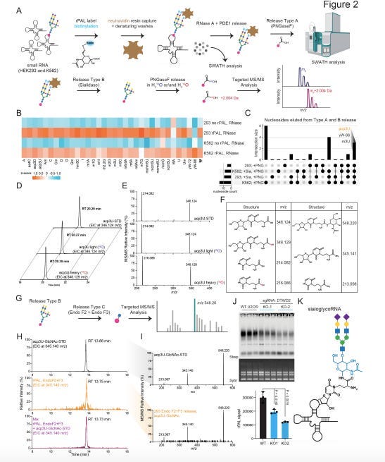 The modified RNA base acp3U is an attachment site for N-glycans in ...