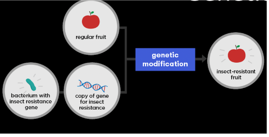 Genetic Engineering The Future of Food Crops! | by Kate | Medium