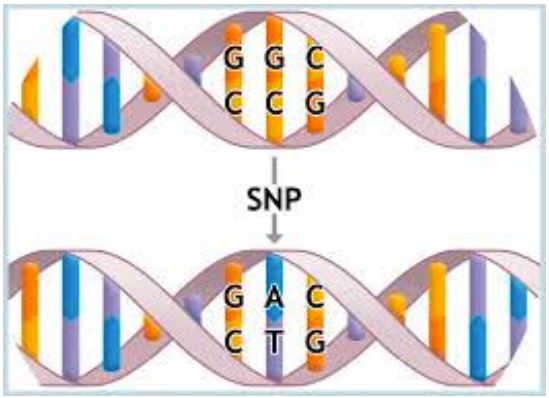 A Review on Eye and Skin Color Prediction using Single Nucleotide ...