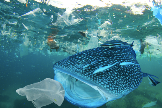 The Ocean’s Death by Plastic. About: The tragic story behind how we ...