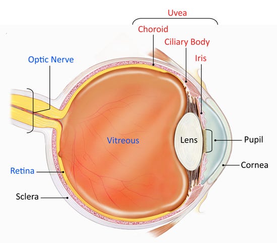What is the Uvea and What Parts of the Eye are Most Affected by Uveitis ...