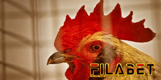 TEKNIK PERKUAT GIGITAN PARUH AYAM ADUAN TERMAHAL | by FIPPER AYAM | Medium