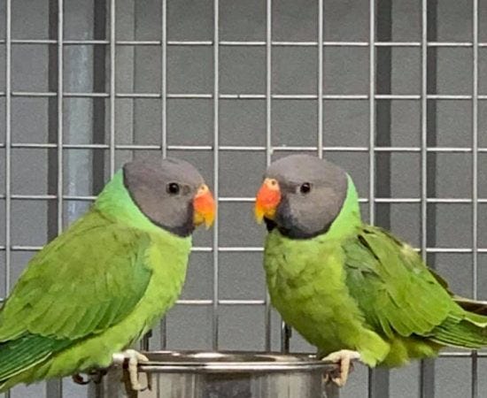 All Creatures Warehouse: Your Source for Hand-Reared Birds in Melbourne ...