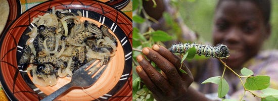 The Mopane worm — A popular African delicacy | by Luke Brown ...