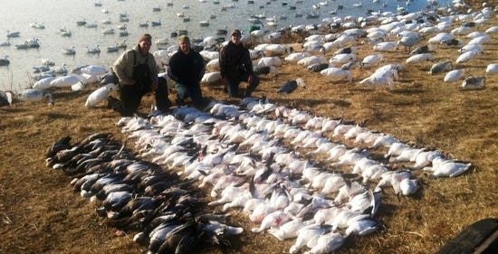 All the things You Should Know About Goose Camping | by Annie Owen | Medium