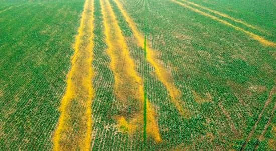 How to fix fertilizer burn on Plants | by Vudu Farm | Medium