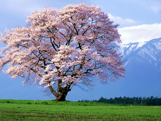 Sakura. Sakura, the Symbol of Japan | by Sakura | Medium