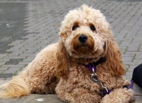 Cavapoo (Cavoodle): Dog Breed, Image, Video, Full Info | by Rodyw | Medium