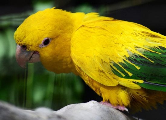 Discover the Joy of Hand-Reared Birds at All Creatures Warehouse | by ...