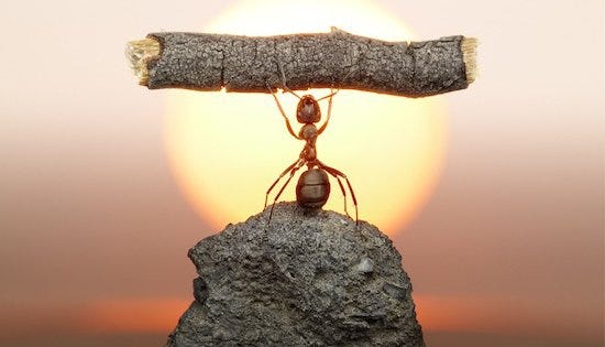 The allegory of the unmotivated ant who got fired | by Marco Candi | Medium