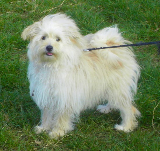Spitzpoo | Mixed Breed Info, Pictures, Facts, FAQs & More | by Ker ...